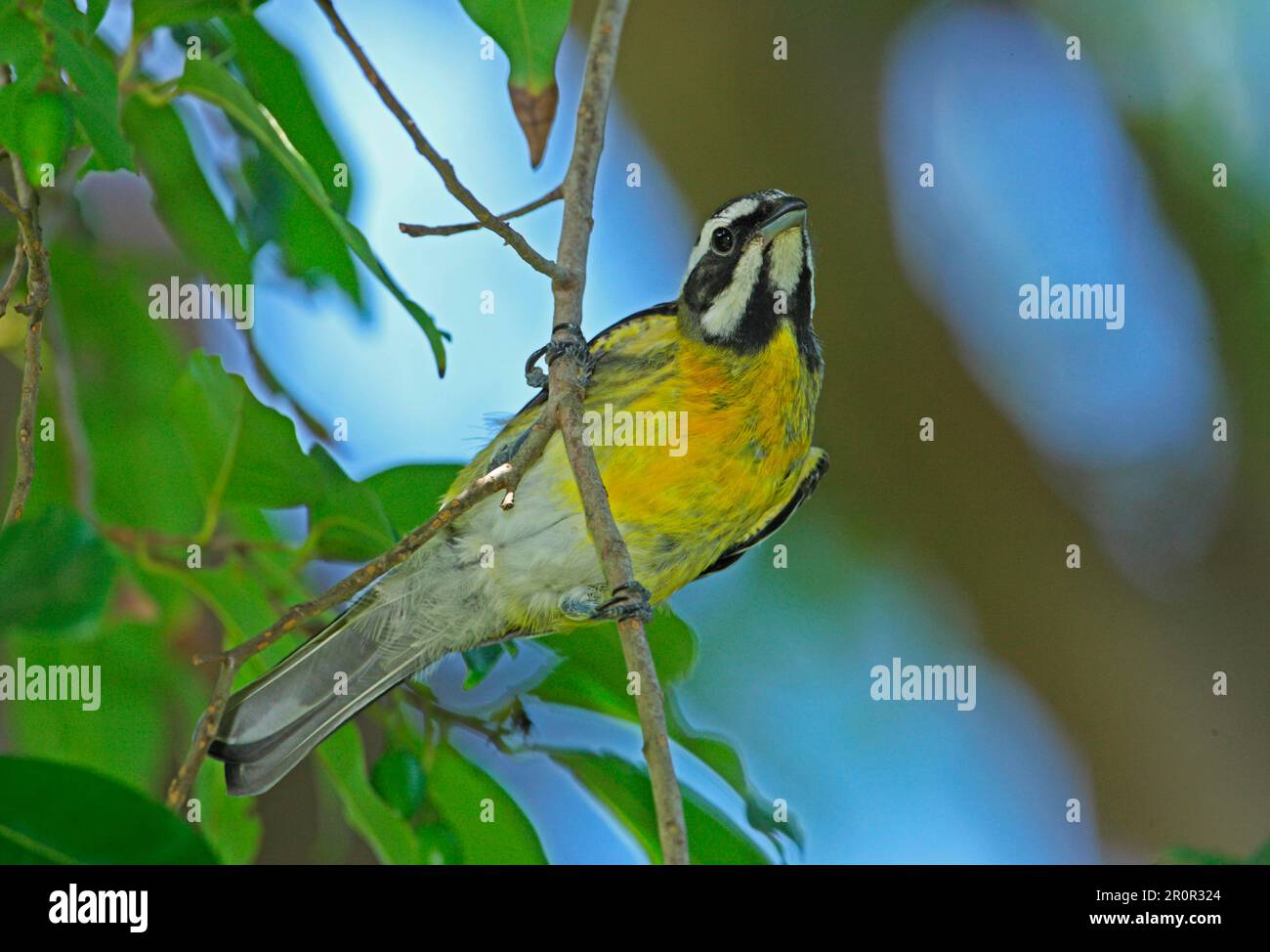 Jamaica Stripe-headed Tanager, Jamaica Stripe-headed Tanager, tanagers ... Jamaica Stripe-headed Tanager, Jamaica Stripe-headed Tanager, tanagers ...