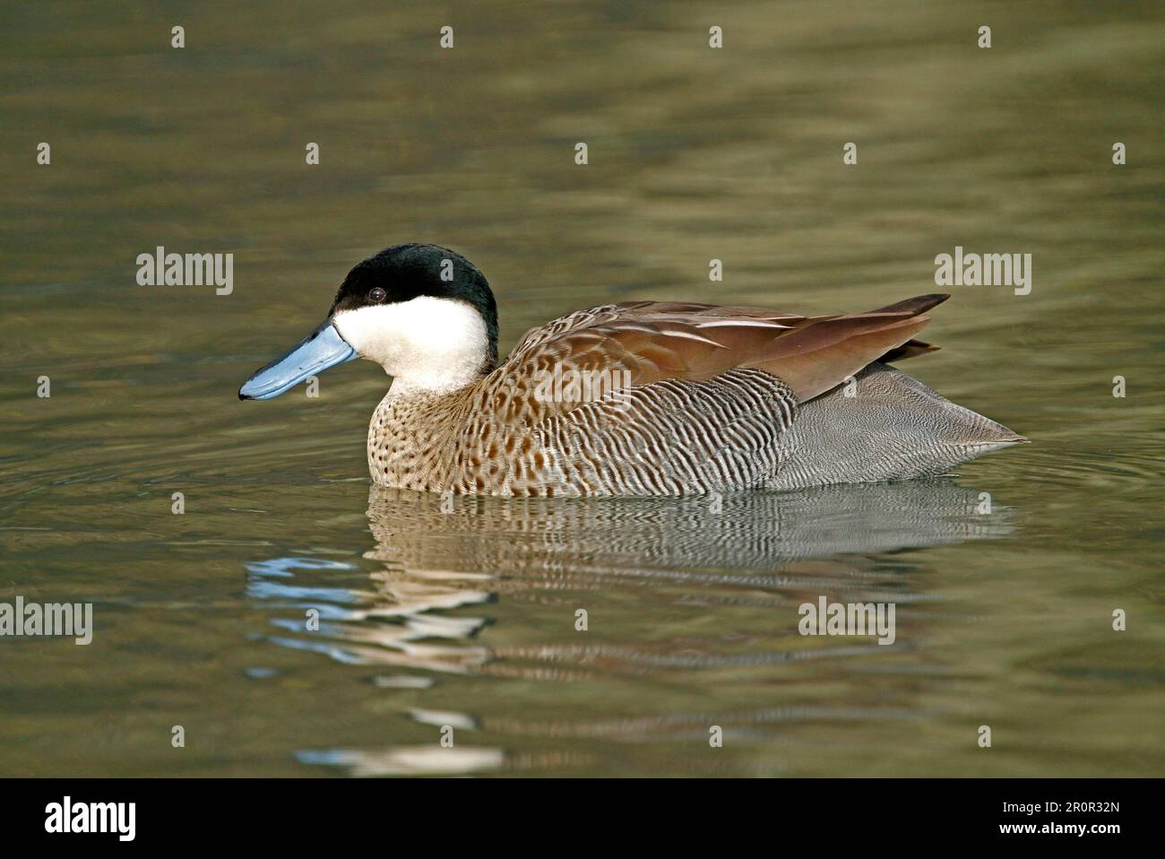 Puna teal (Anas puna) adult male, swimming, in captivity Stock Photo ...