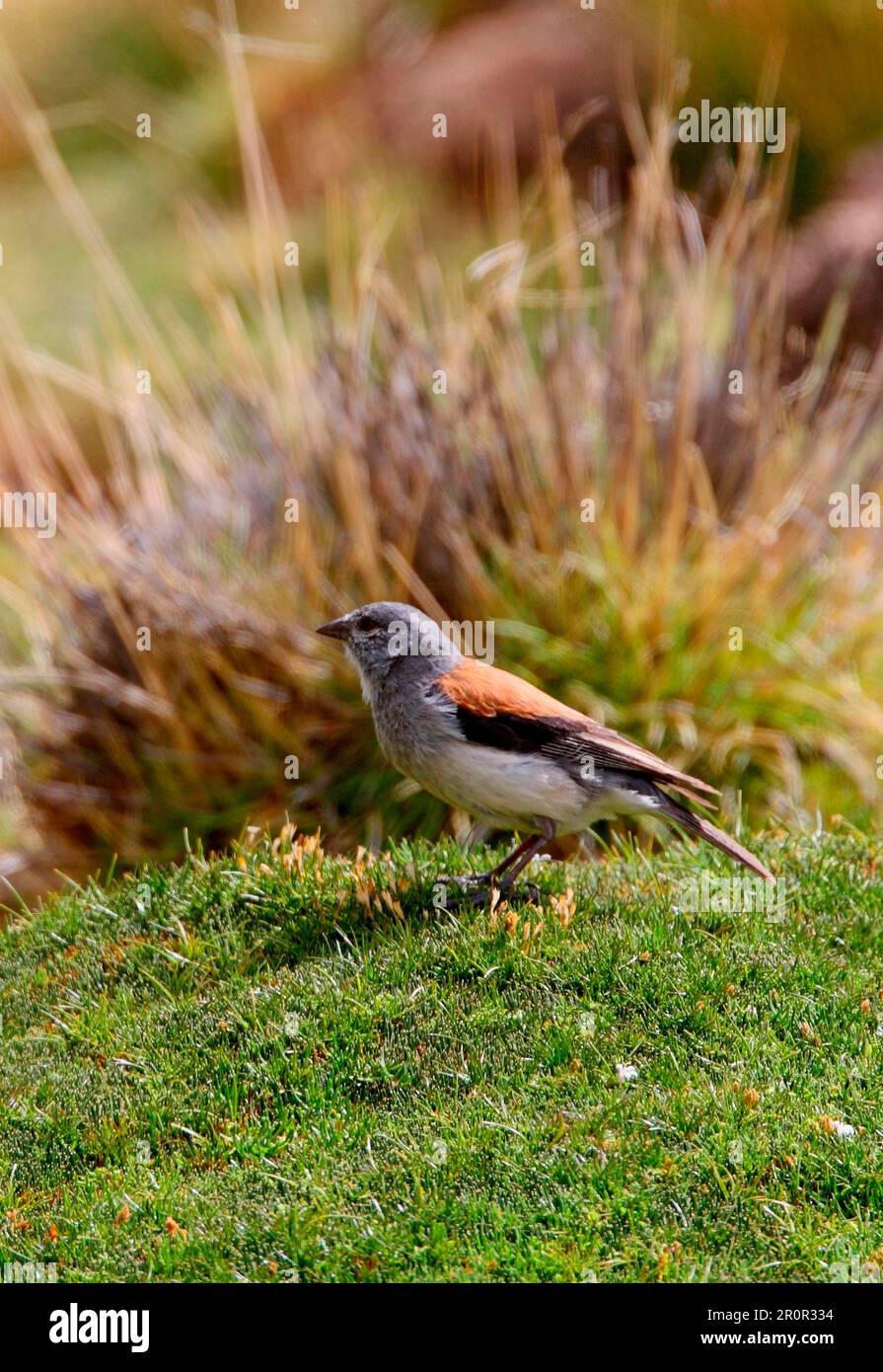 Red-backed Sierra-finch (Phrygilus dorsalis) adult, standing on puna ...