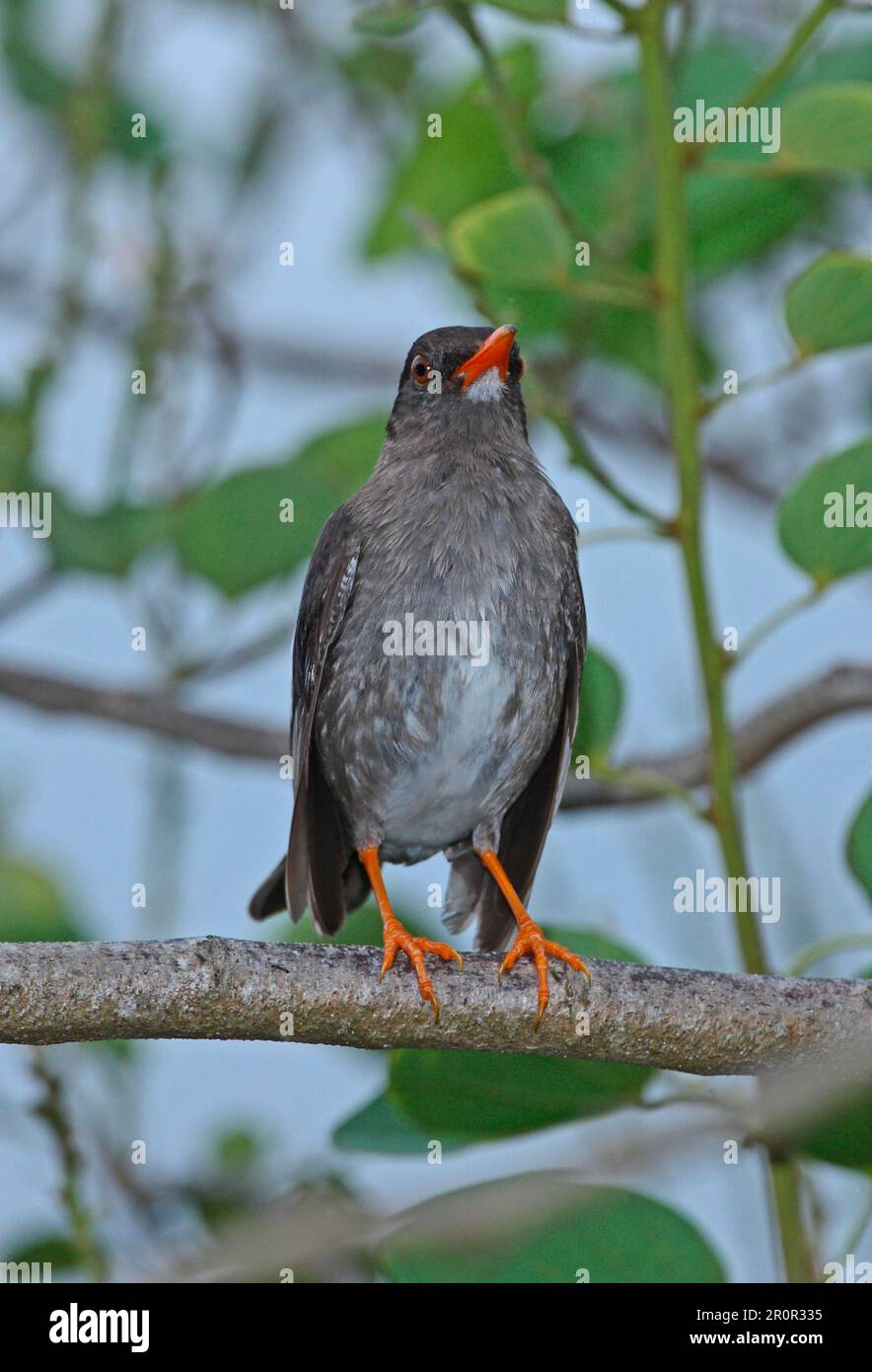 White-chinned thrush (Turdus aurantius) adult, sitting on a branch ...