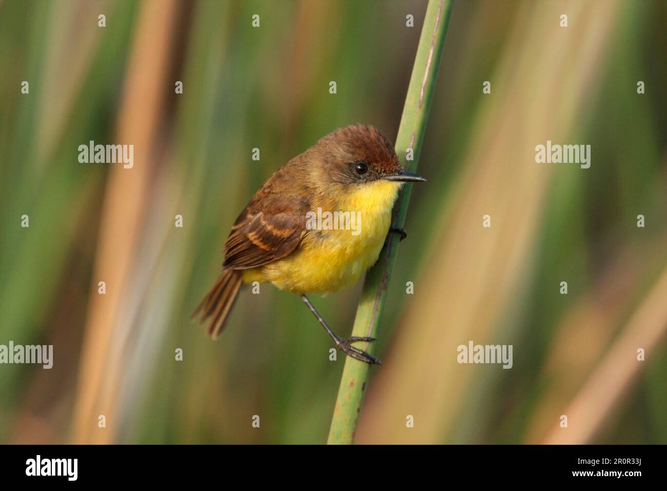 Brown-backed Marsh Tyrant, Brown-backed Marsh Tyrant, Brown-backed ...