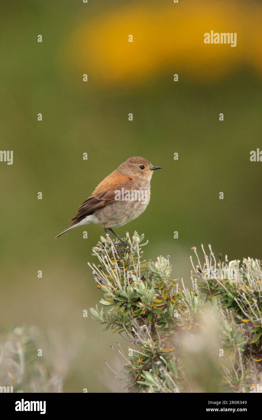 Austral Negrito (Lessonia rufa) adult female, perched on bush, Beagle ...