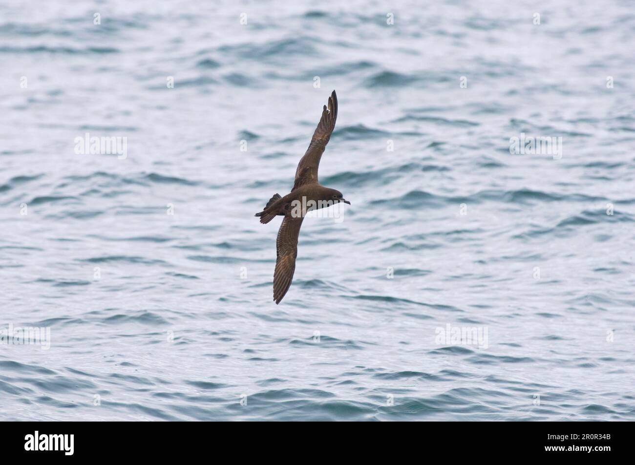 Westland petrel (Procellaria westlandica), Westland Petrel, Westland ...