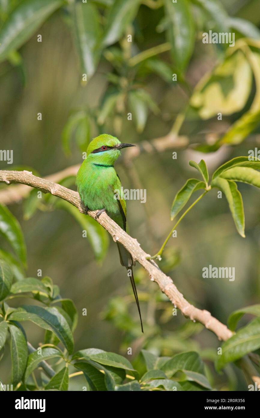 Lesser Green green bee-eater (Merops orientalis) adult, sitting on a ...