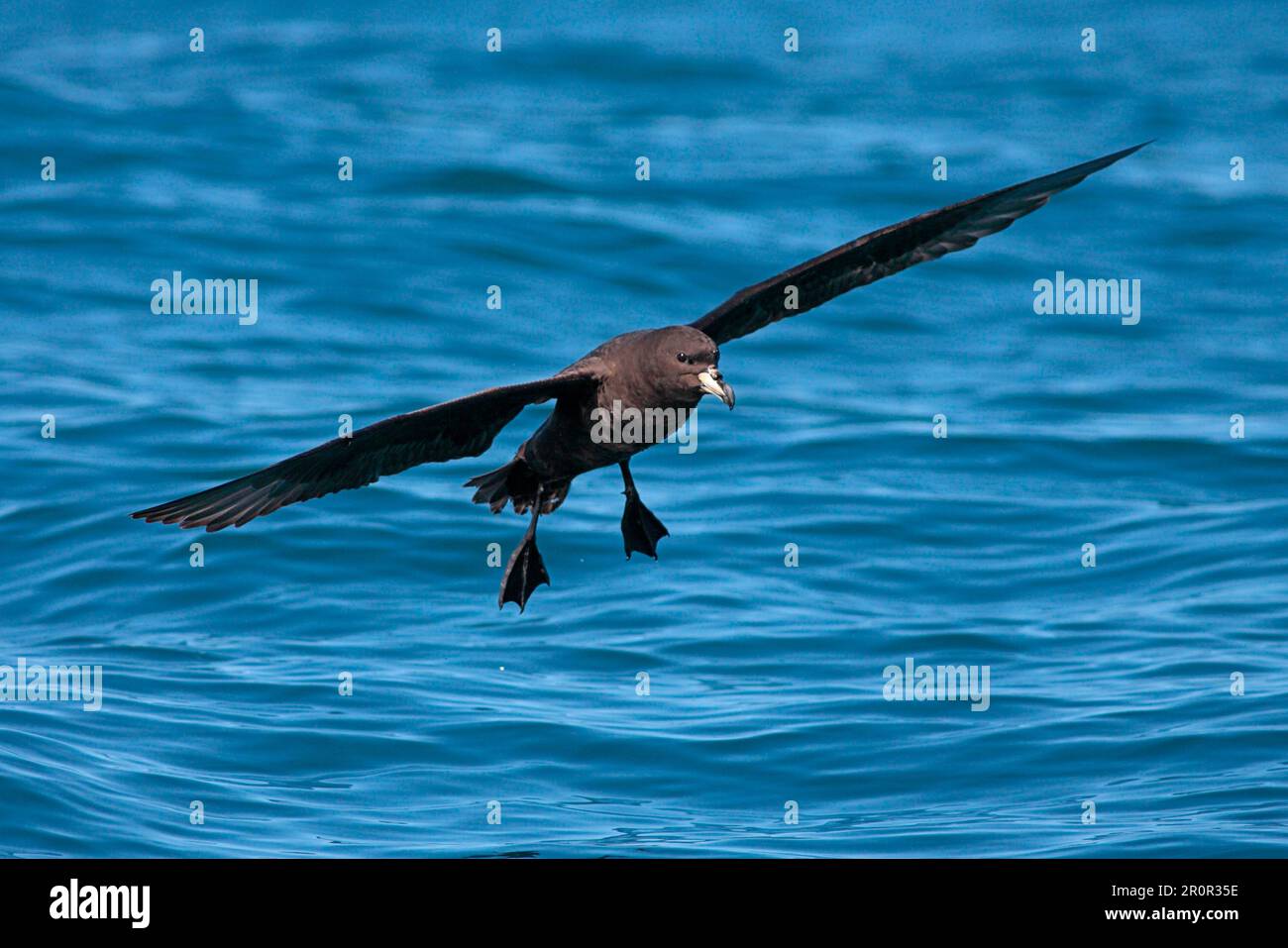 Westland petrel (Procellaria westlandica), Westland petrel, Westland ...