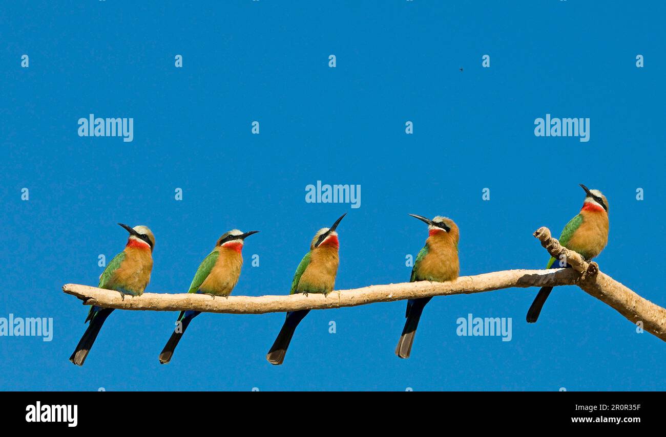 White-fronted bee-eaters (Merops bullockoides), Bee-eaters, Animals ...