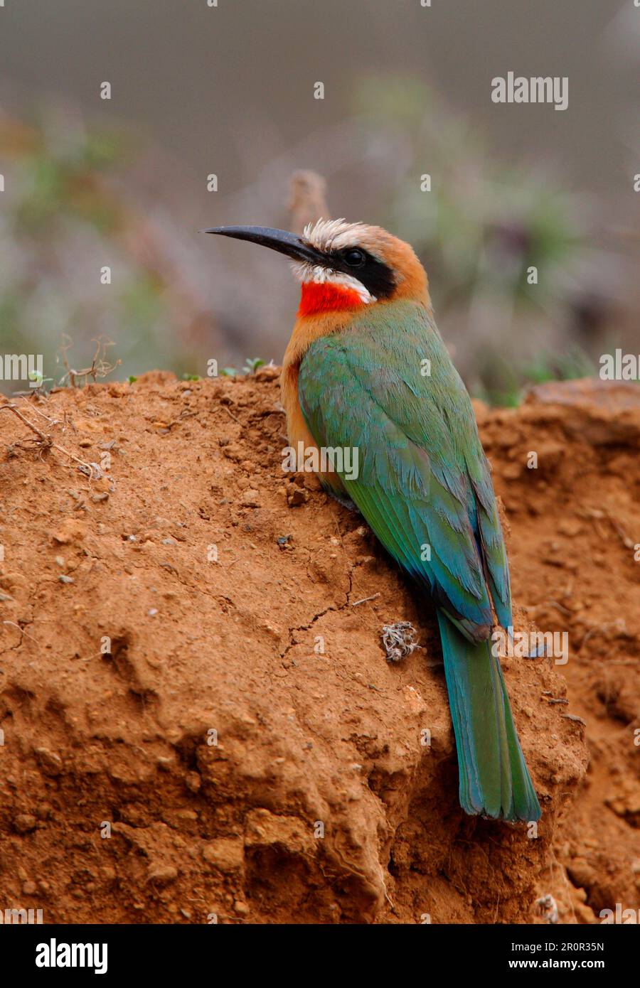 White-fronted bee-eaters (Merops bullockoides), Bee-eaters, Animals ...