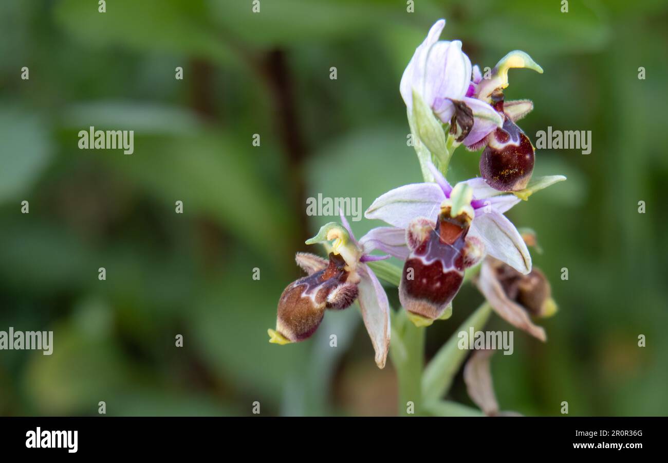Orquidea salvaje hi-res stock photography and images - Alamy