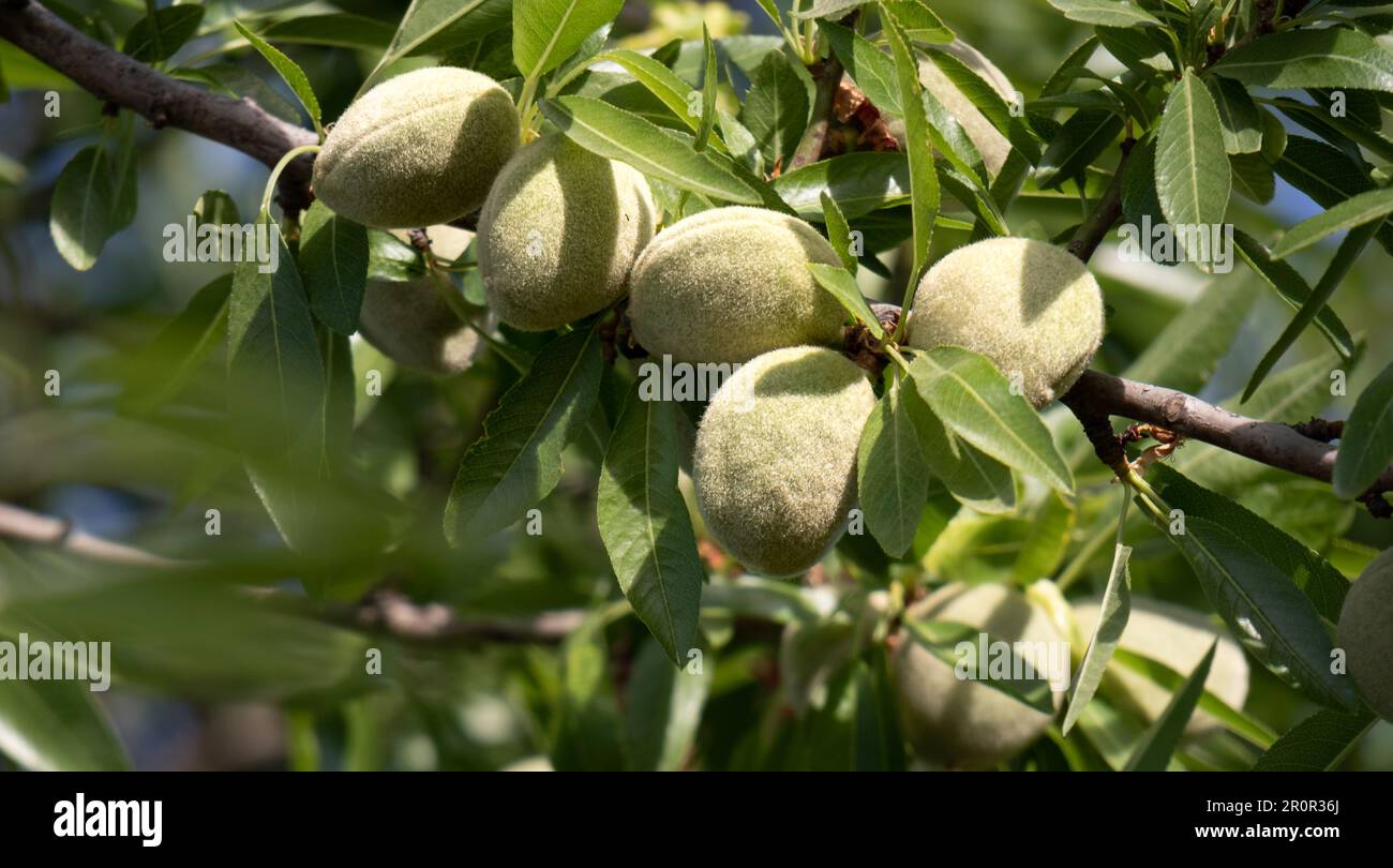 Rama de un almendro con varias almendras Stock Photo - Alamy