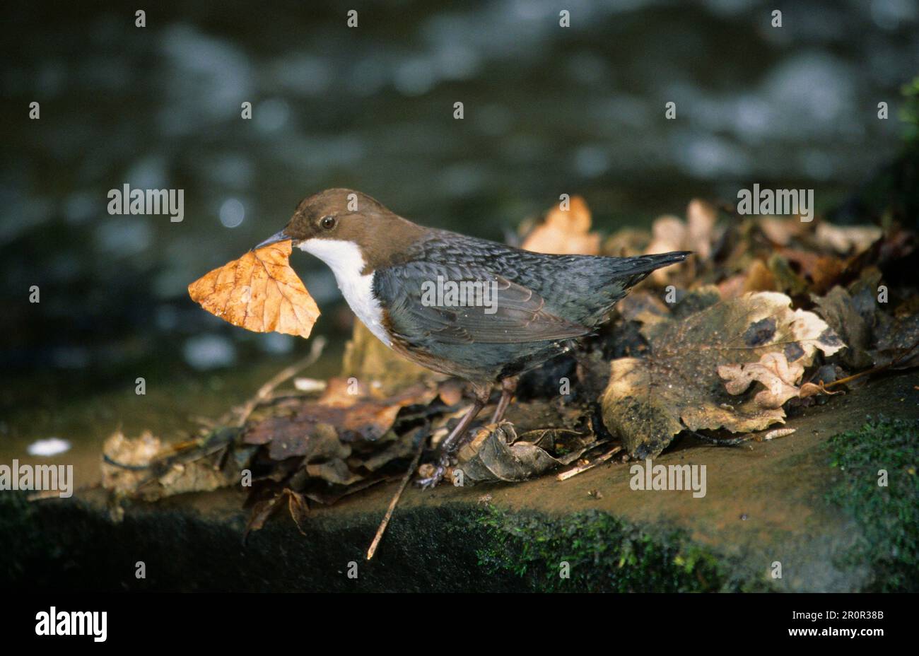White-breasted dipper (Cinclus cinclus), Dippers, Songbirds, Animals ...