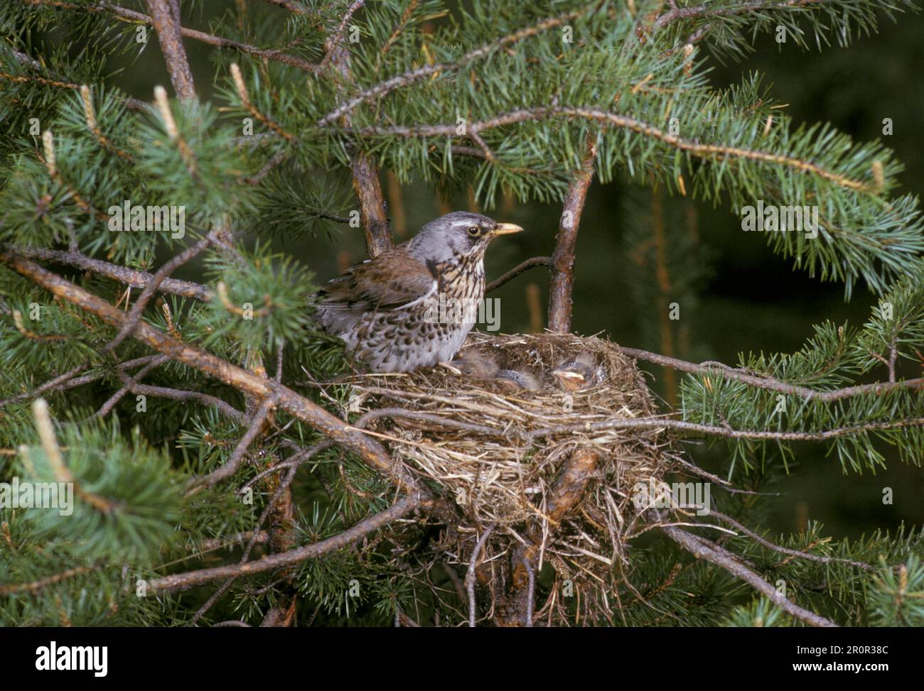 Family of the thrush hi-res stock photography and images - Alamy