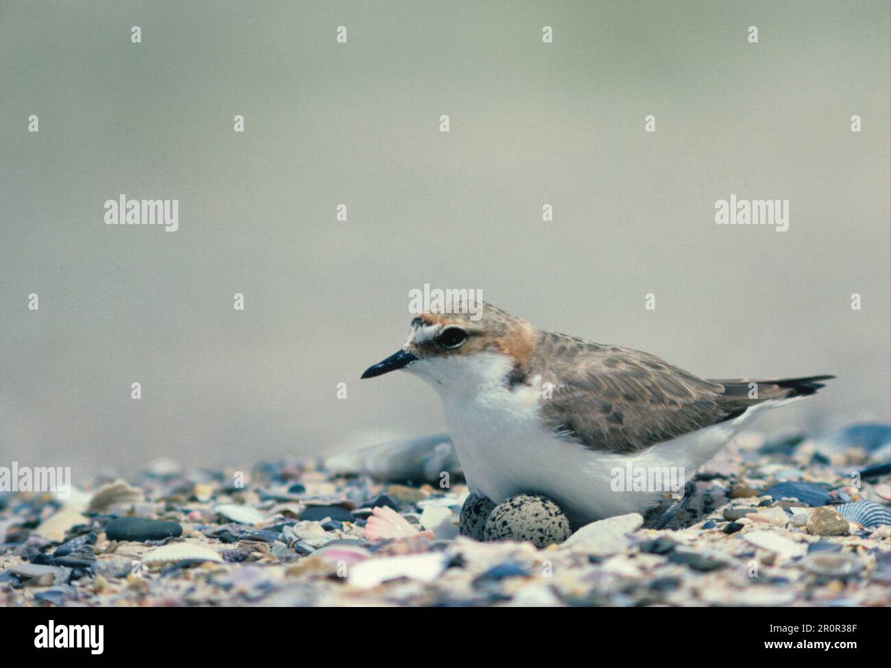 Red capped plover australia hi-res stock photography and images - Alamy