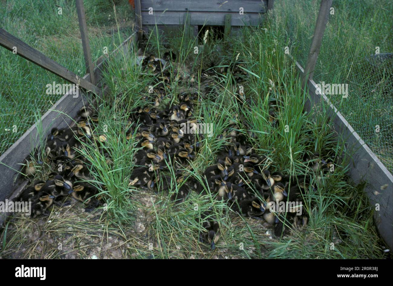 Mallard Duck (Anas platyrhynchos), mallards, Ducks, Goose Birds ...