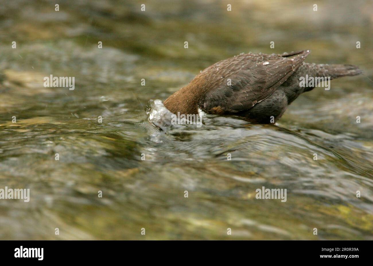 White-breasted dipper (Cinclus cinclus) adult, feeding in stream, head ...