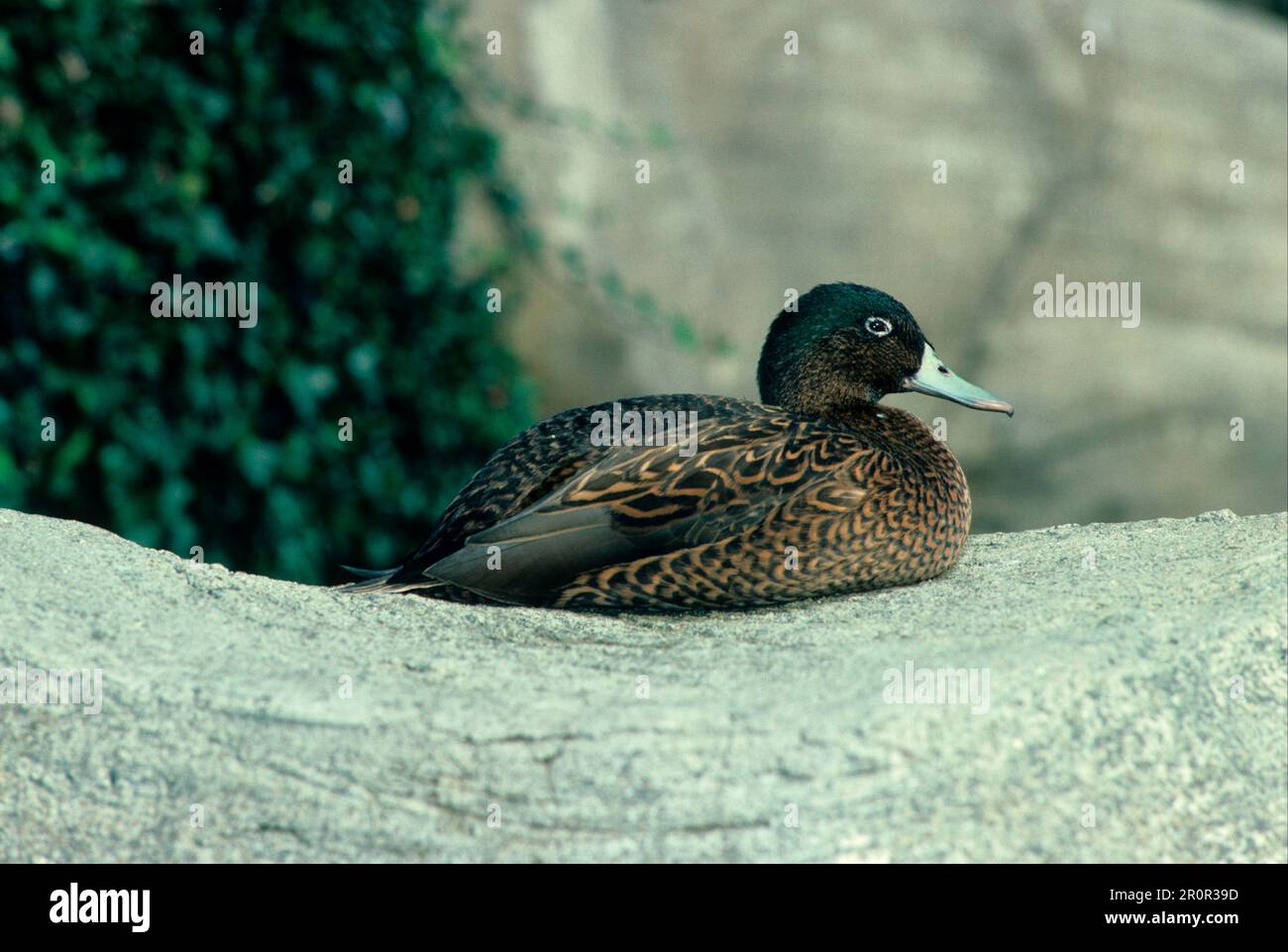 Hawaiian duck (Anas wyvilliana), Hawaiian Ducks, Ducks, Goose Birds ...