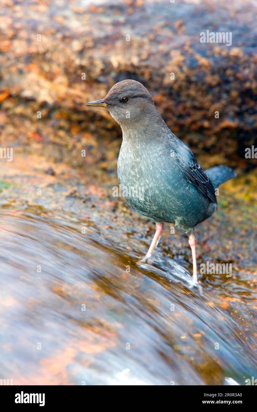 Grey White-throated Dipper, american dippers (Cinclus mexicanus), Grey ...
