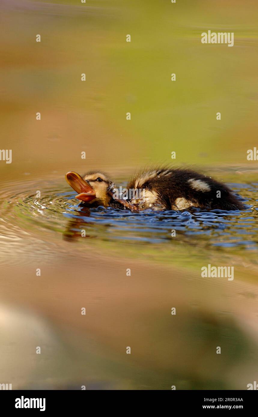 Mallard Duck (Anas platyrhynchos) duckling, preening, scratching head ...