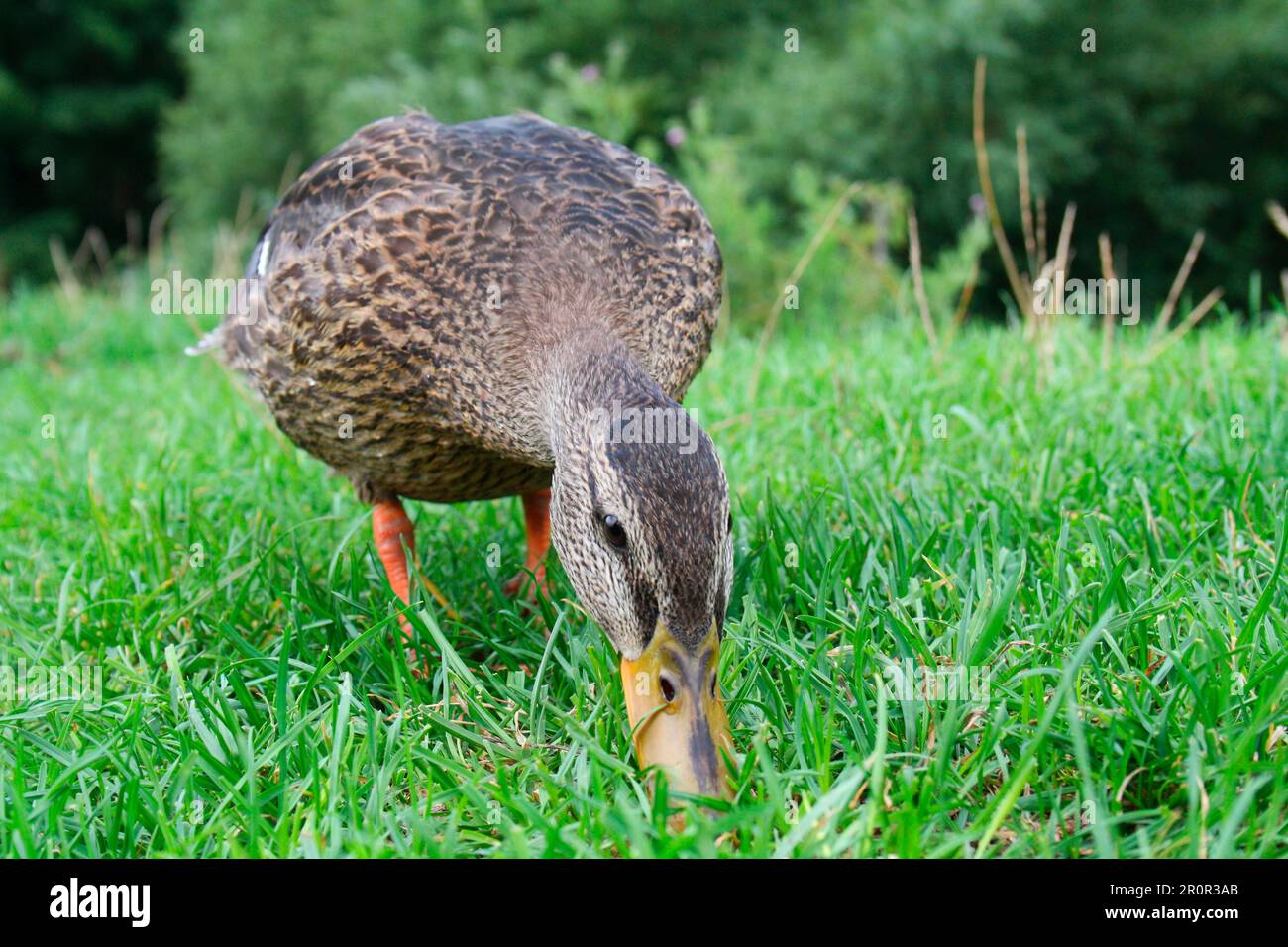 Mallard male young hi-res stock photography and images - Alamy