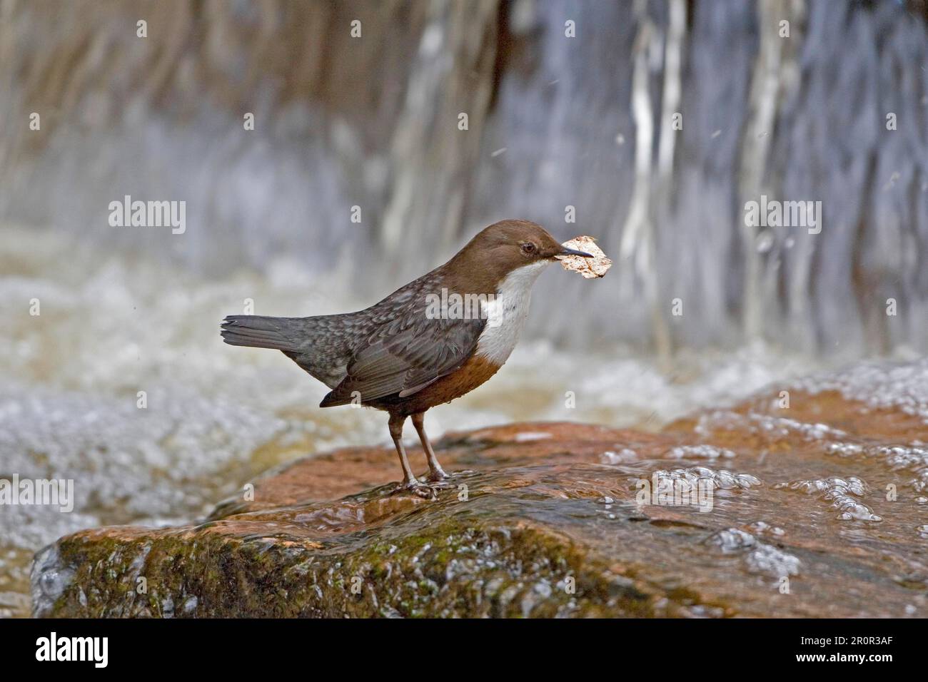 Adult white-breasted dipper (Cinclus cinclus), standing on rocks in ...