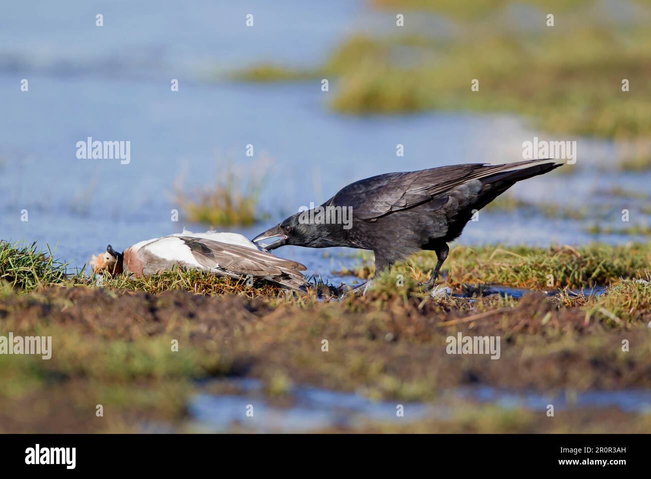 Northern carrion crow hi-res stock photography and images - Alamy