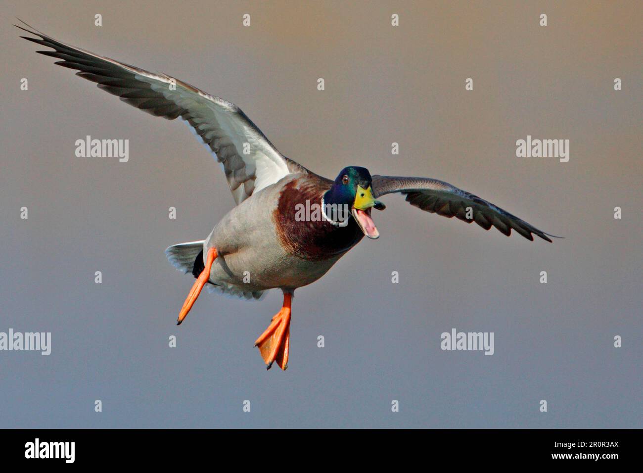 Duck Cupped Up Calls