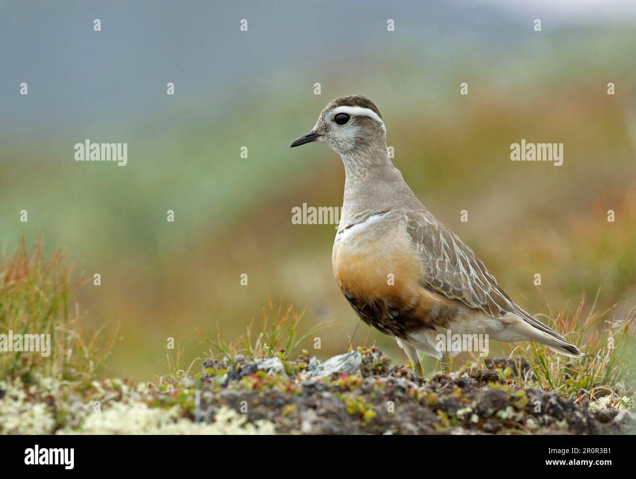 Montane birds europe hi-res stock photography and images - Alamy