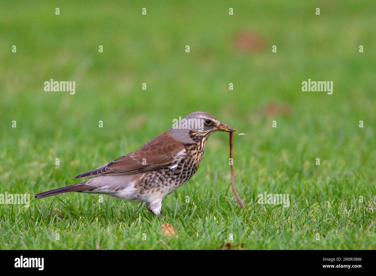 Fieldfare, fieldfares (Turdus pilaris), songbirds, animals, birds ...