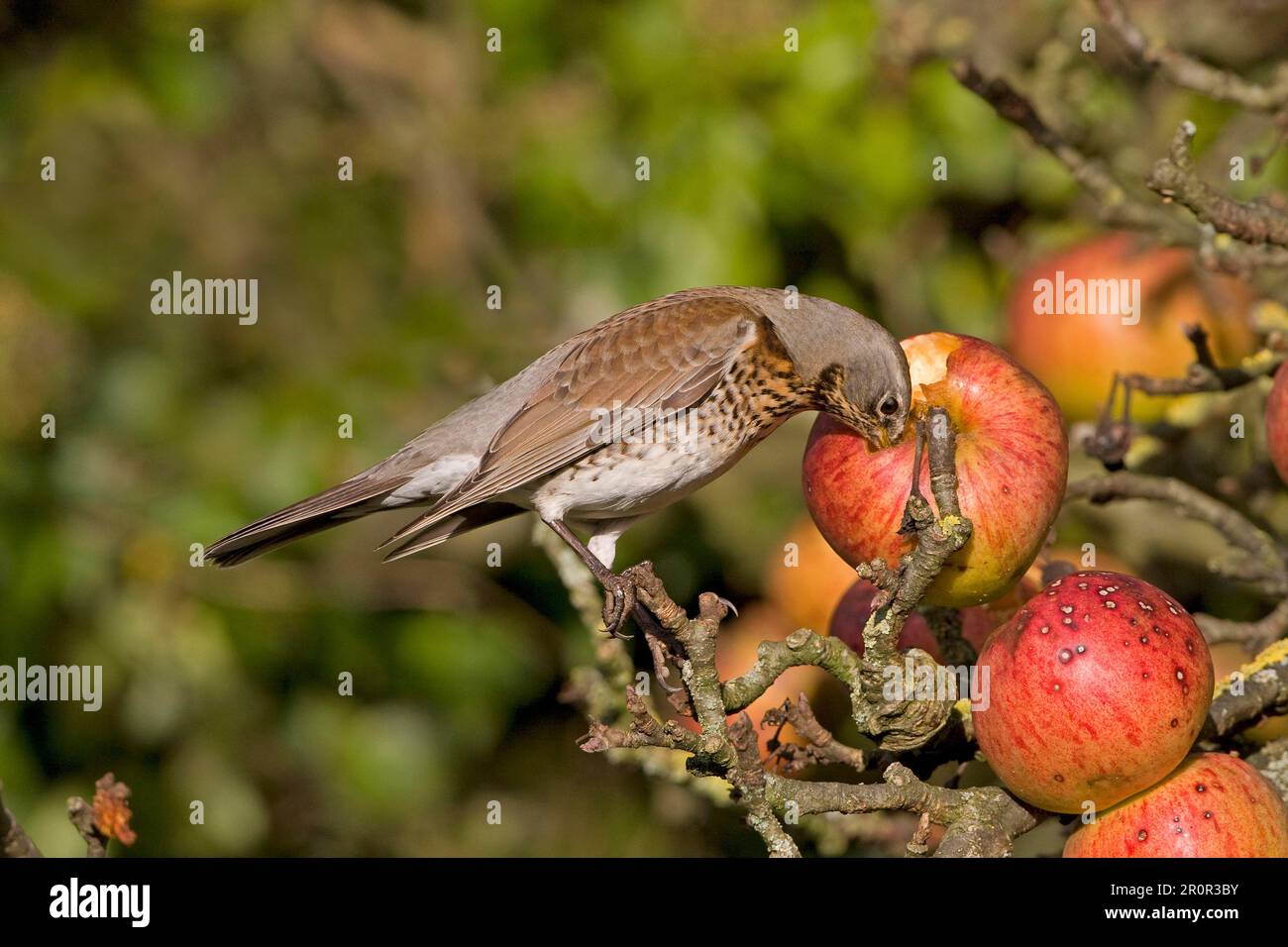 Female fieldfare hi-res stock photography and images - Alamy