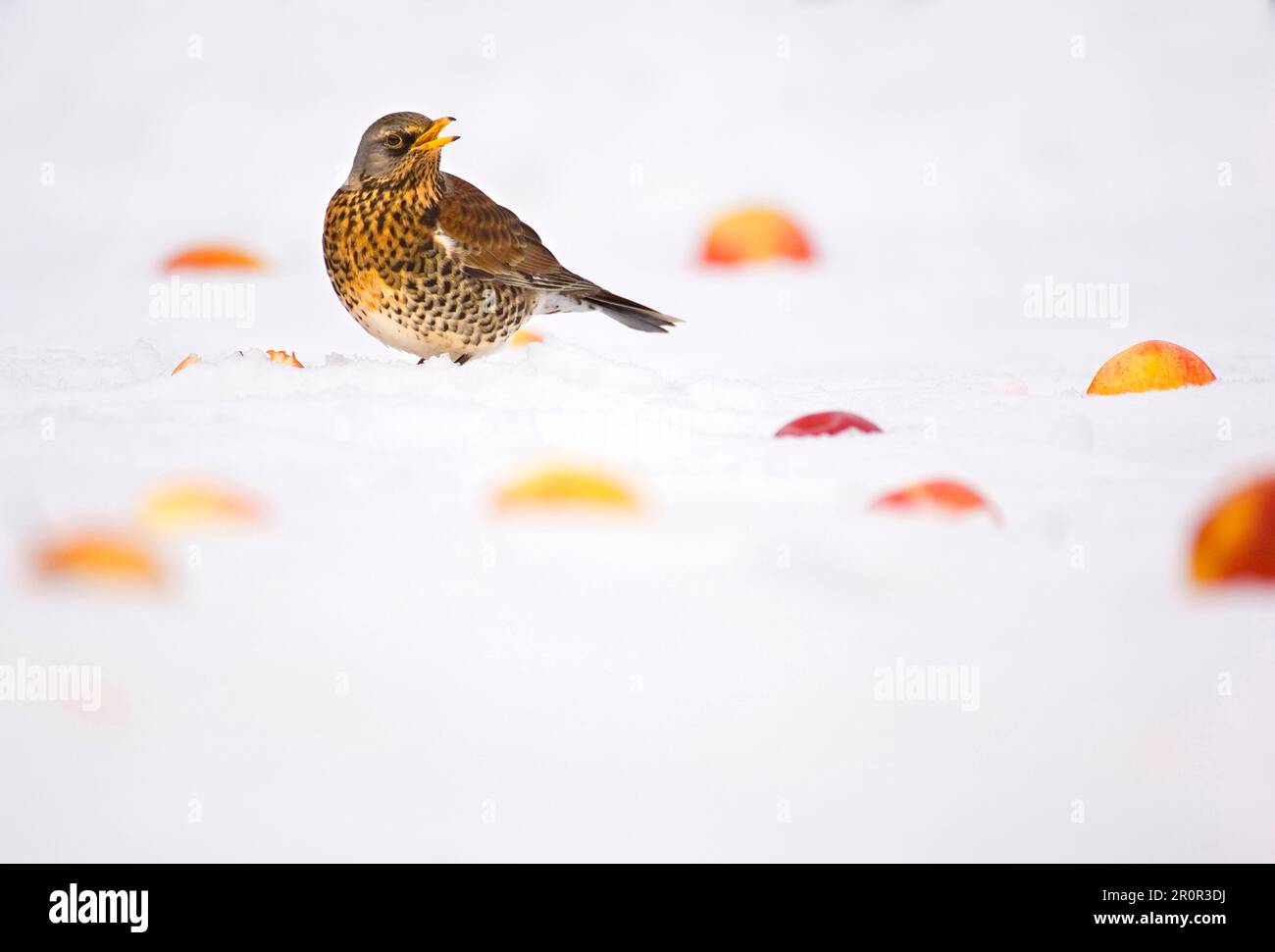 Fieldfare adult, feeding on apples in urban garden, Derbyshire, England ...