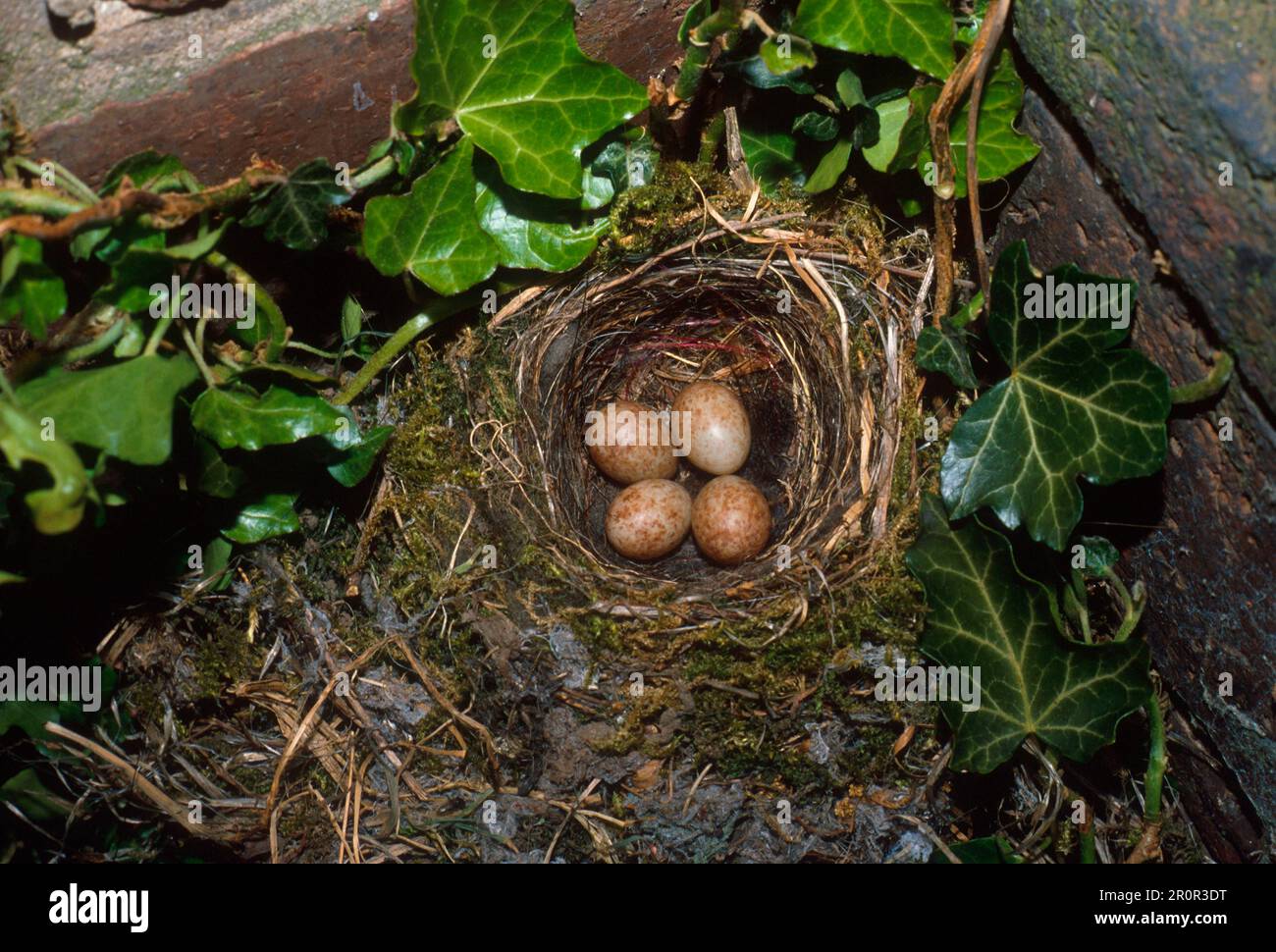 Spotted flycatcher (Muscicapa striata), songbirds, animals, birds ...