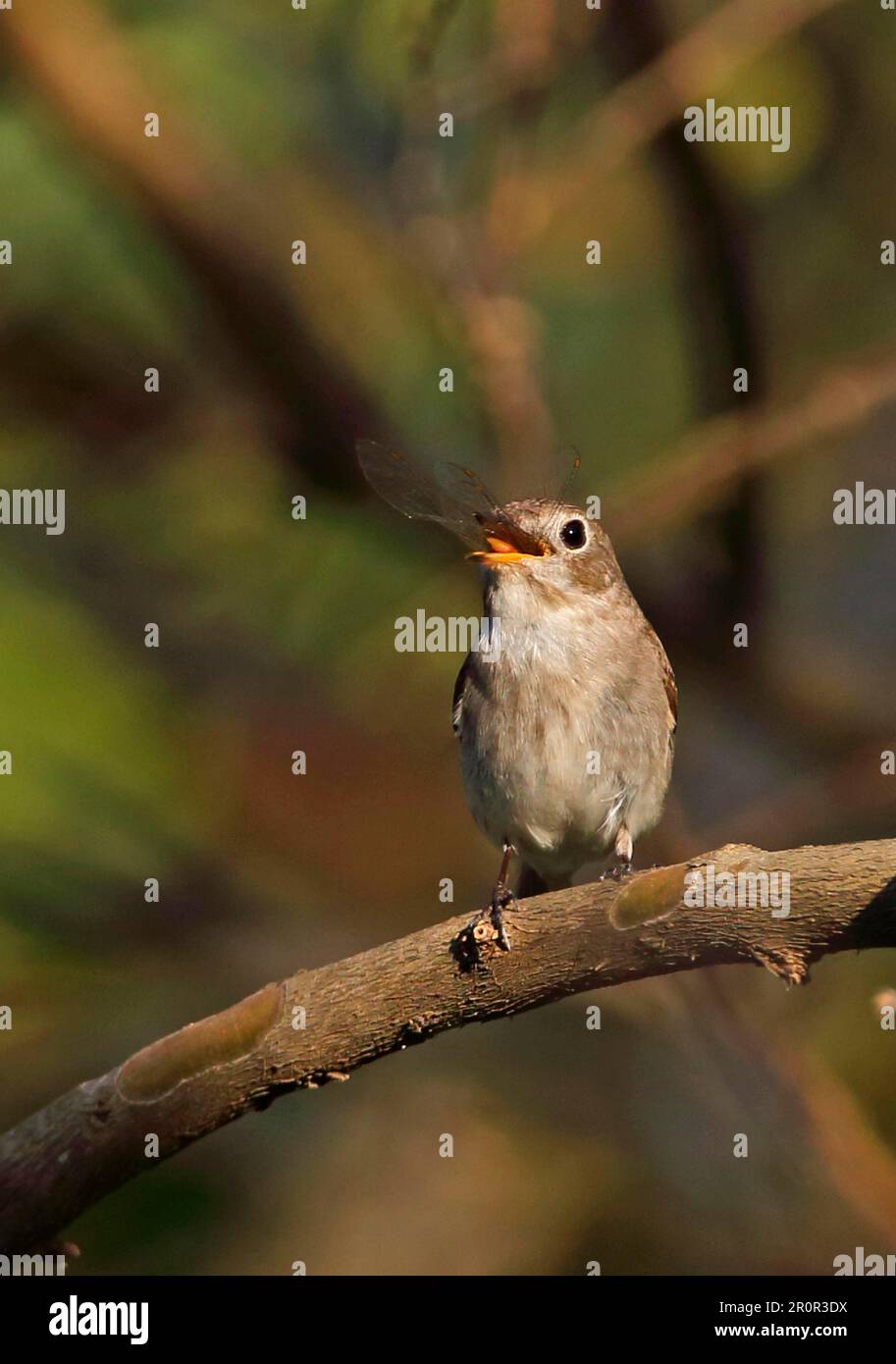 Asian Brown Flycatcher (Muscicapa dauurica) adult, feeding, swallowing ...