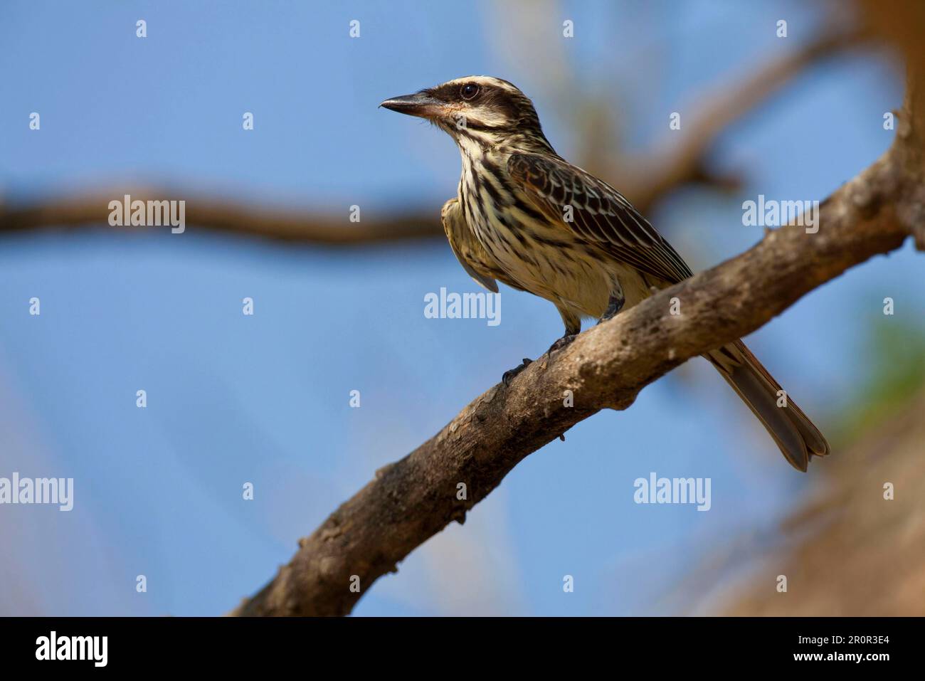 Southern Spotted Flycatcher, Southern Spotted Flycatcher, Animals ...