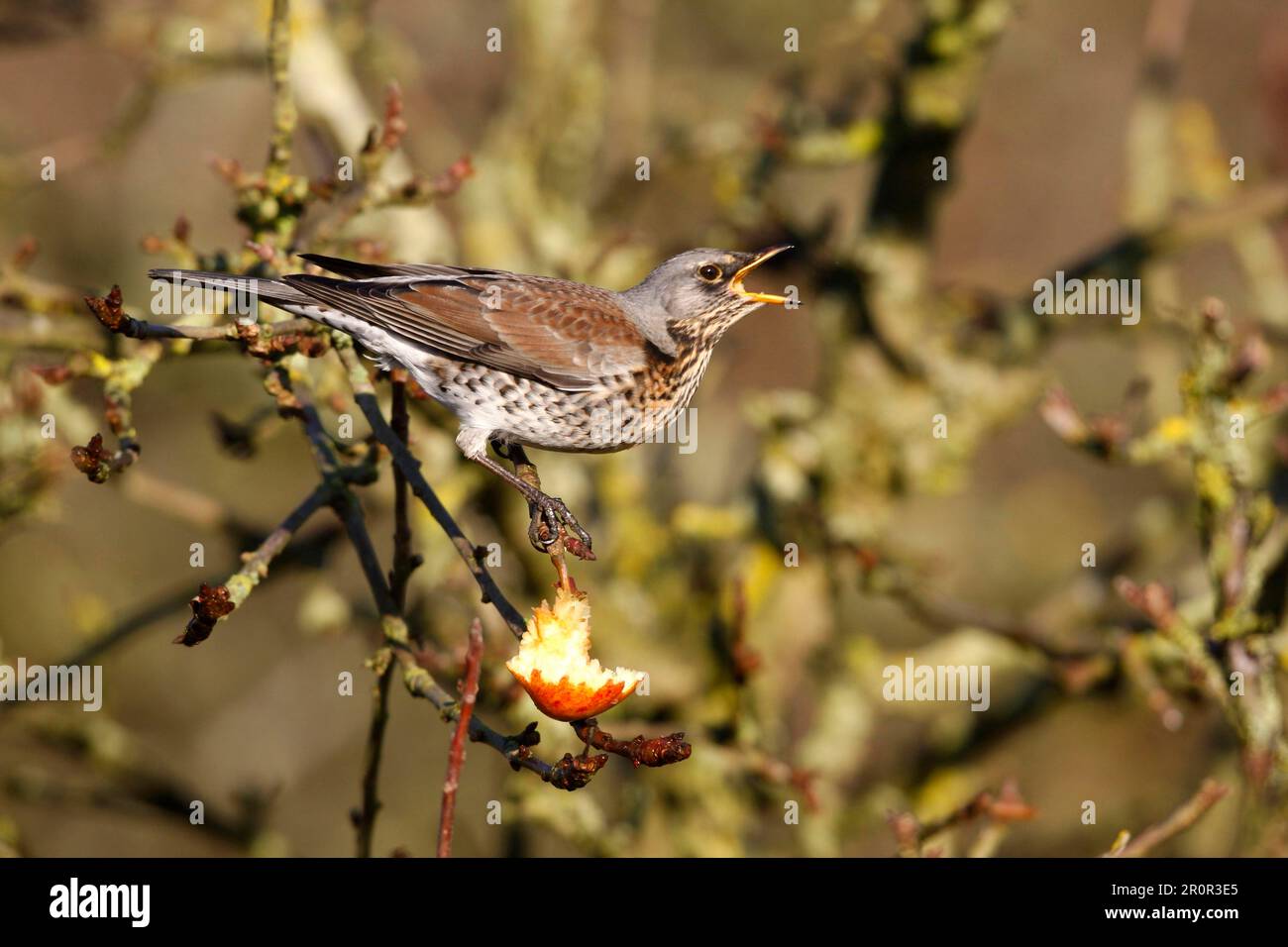 Fieldfares norfolk hi-res stock photography and images - Alamy