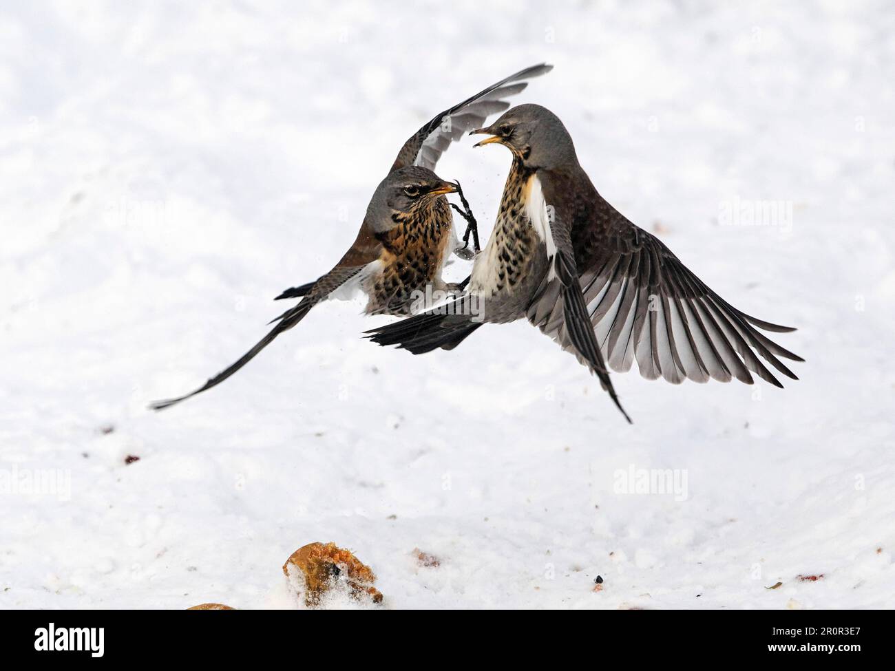 Fieldfare (Turdus pilaris) two adults, fighting over apples snow, West ...