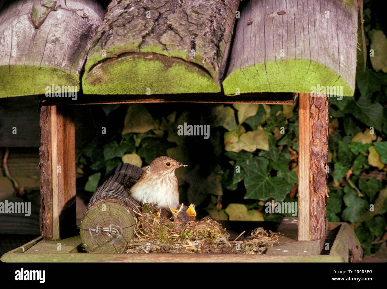 Spotted FlycatcherWith food at the nest Spotted FlycatcherWith food at ...