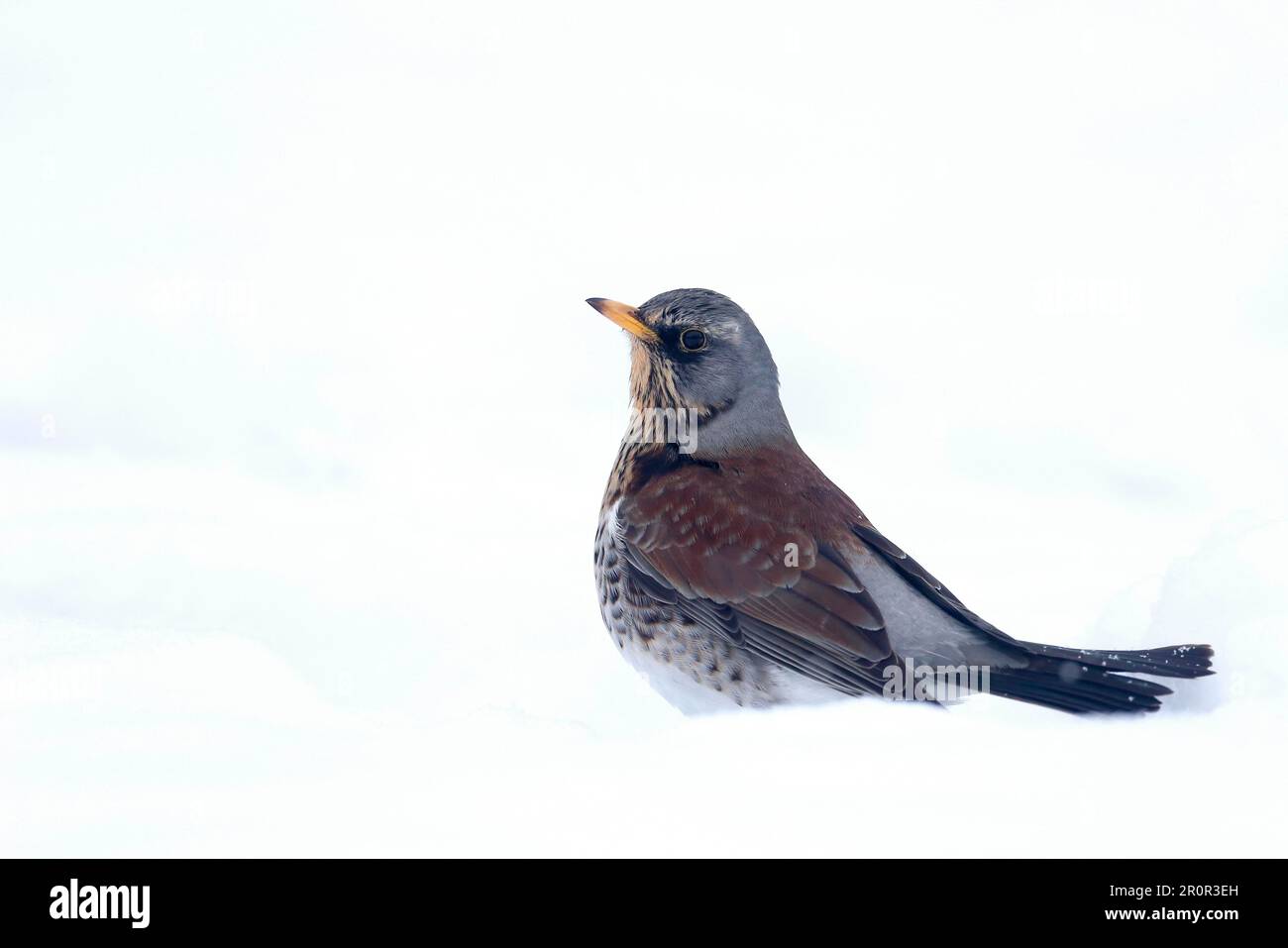 Fieldfare (Turdus pilaris) adult, standing in snow, Warwickshire ...
