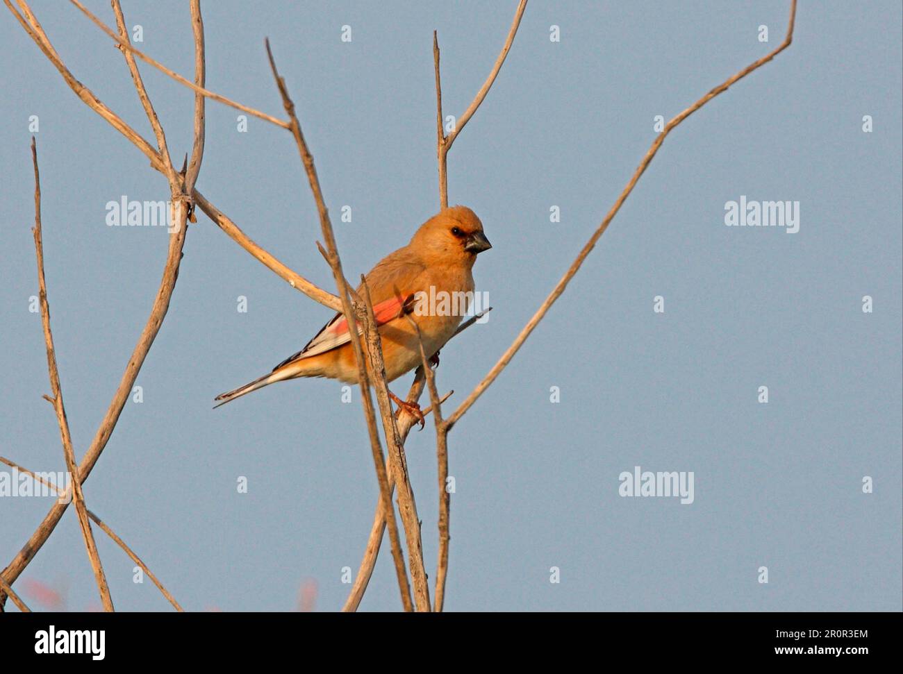 Desert finch (Rhodospiza obsoleta), adult male, sitting on a branch ...
