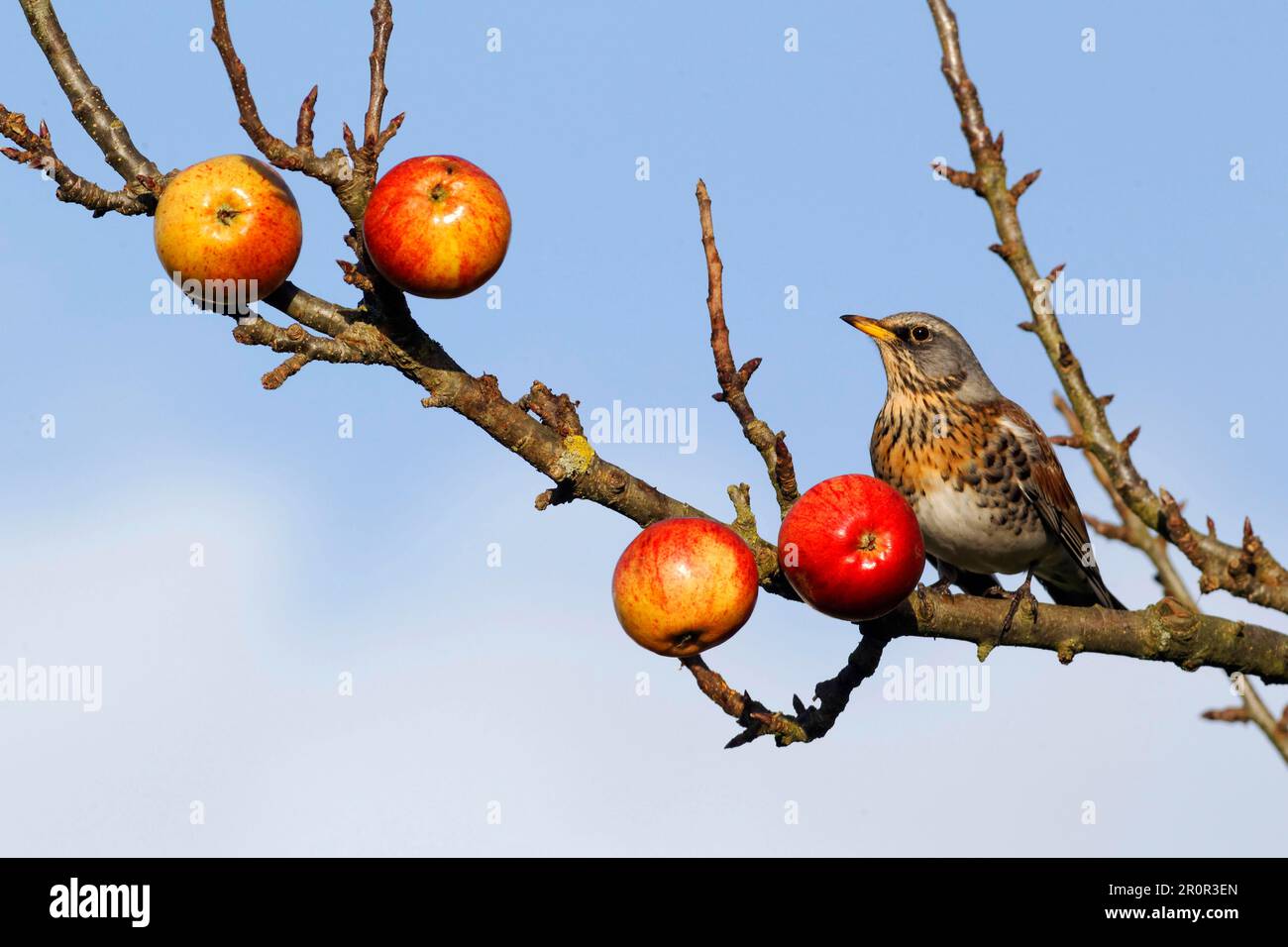 Fieldfare adult, feeding on apples in tree, Warwickshire, England ...