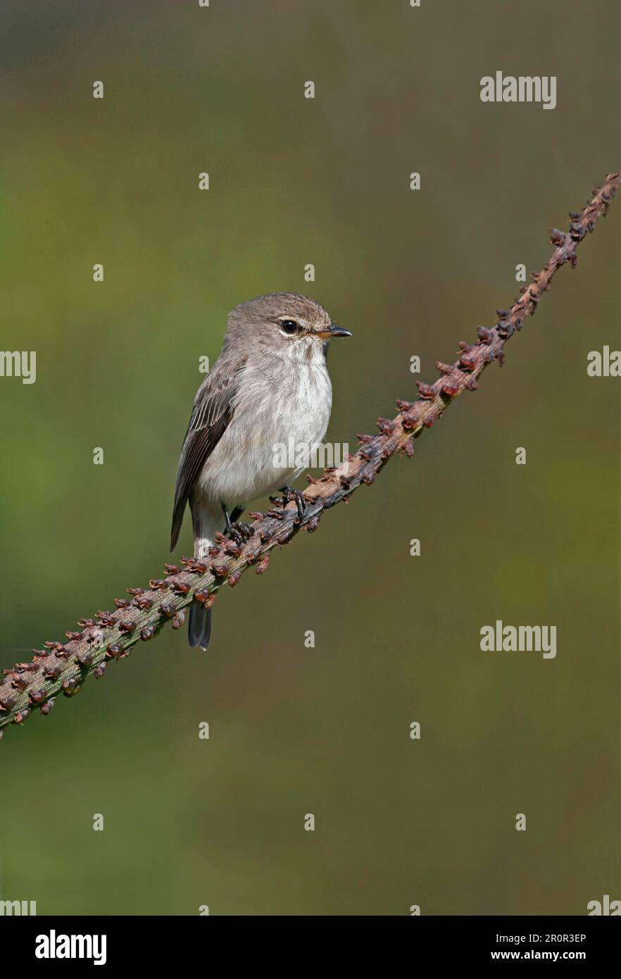 African Dusky Flycatcher (Muscicapa adusta) adult, sitting on plant ...