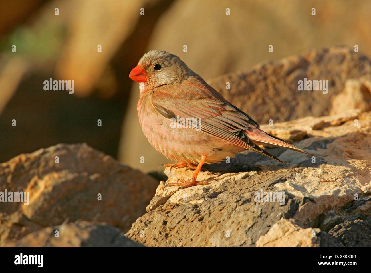 Trumpeter finch rhodopechys githaginea adult hi-res stock photography ...