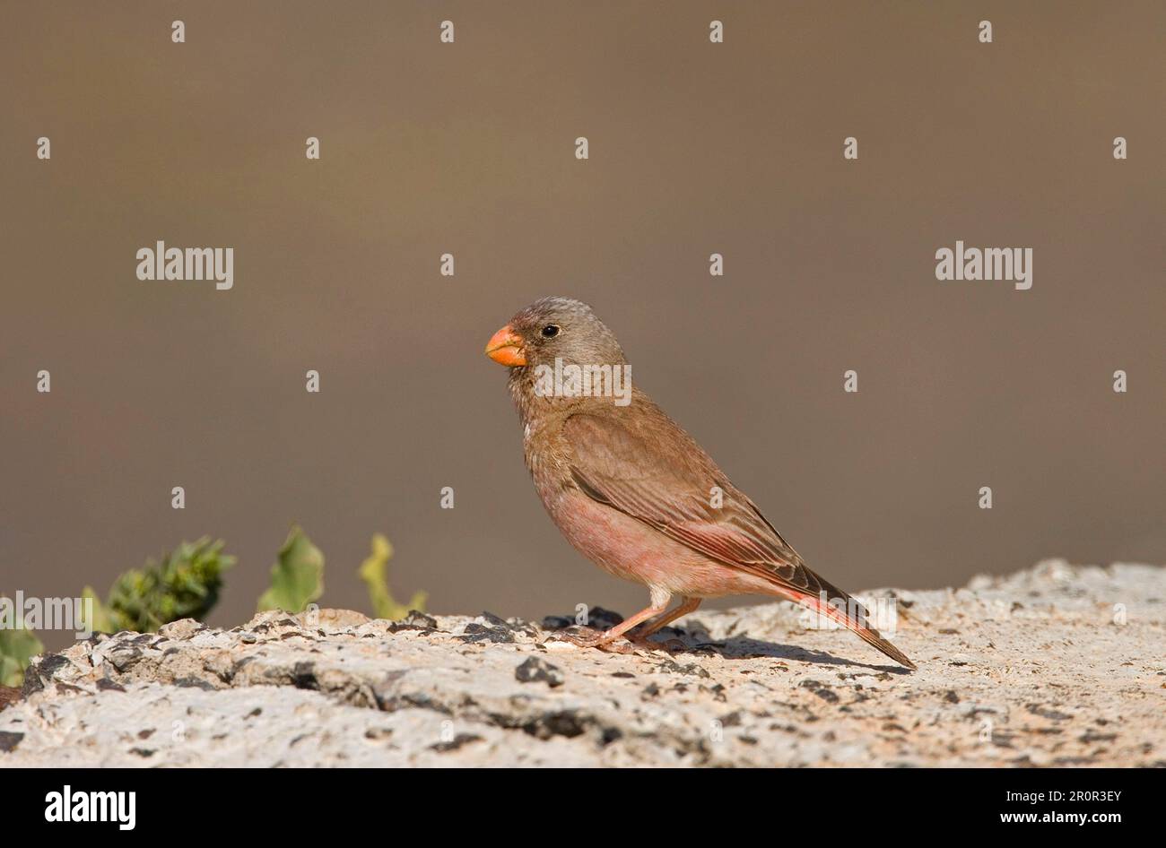 Trumpeter finch (Bucanetes githagineus), songbirds, animals, birds ...