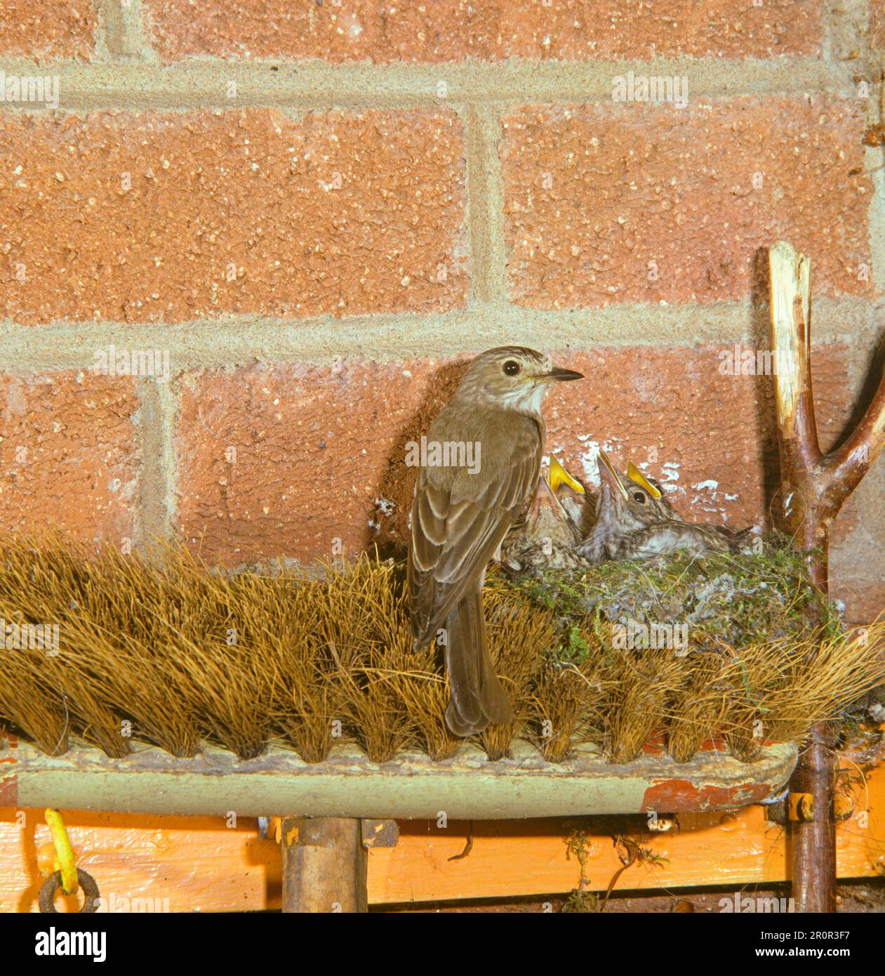 Spotted Flycatcher (Muscicapa striata) adult, at nest with chicks ...