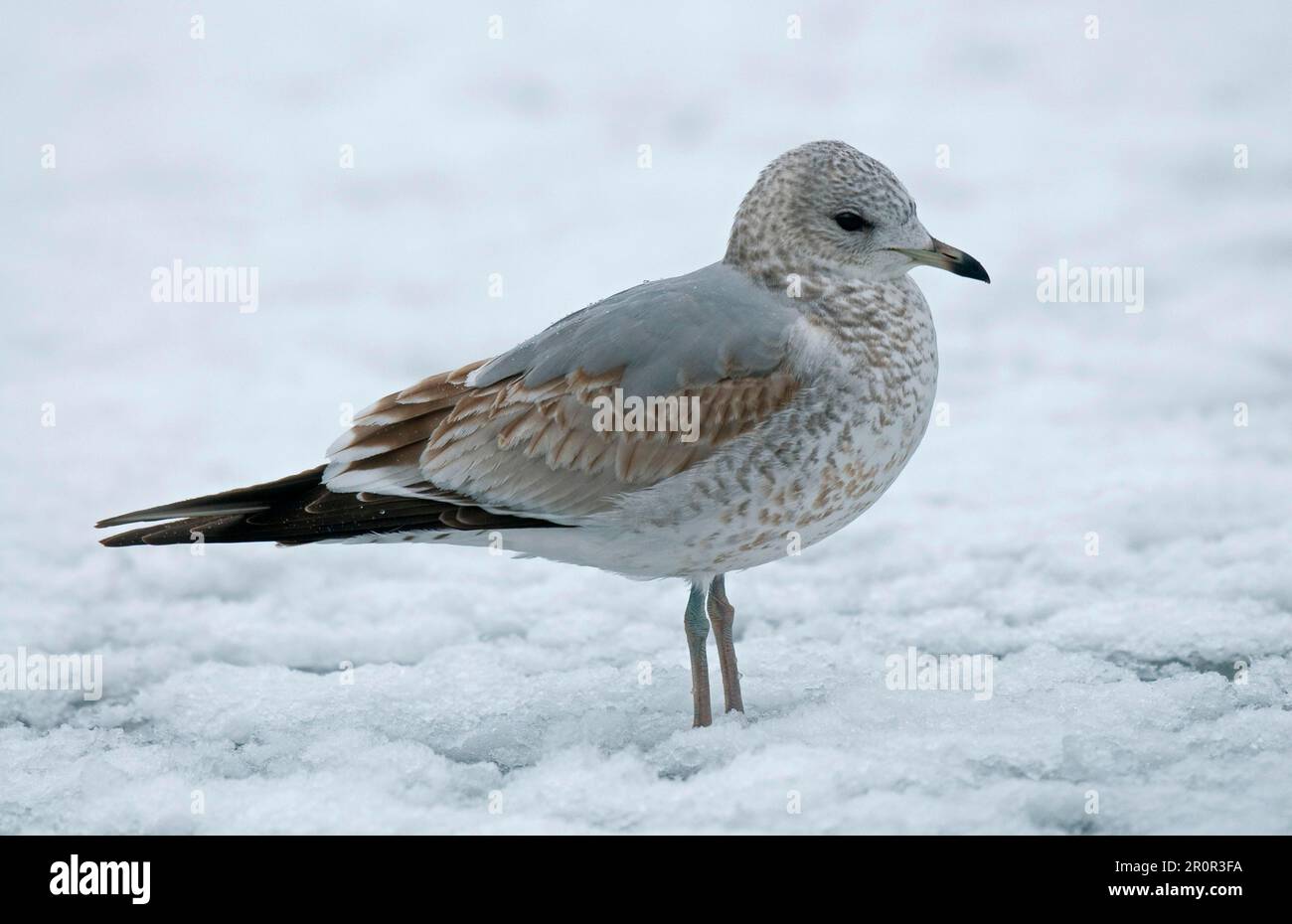 Common gull (Larus canus) juvenile, first winter plumage, standing in ...