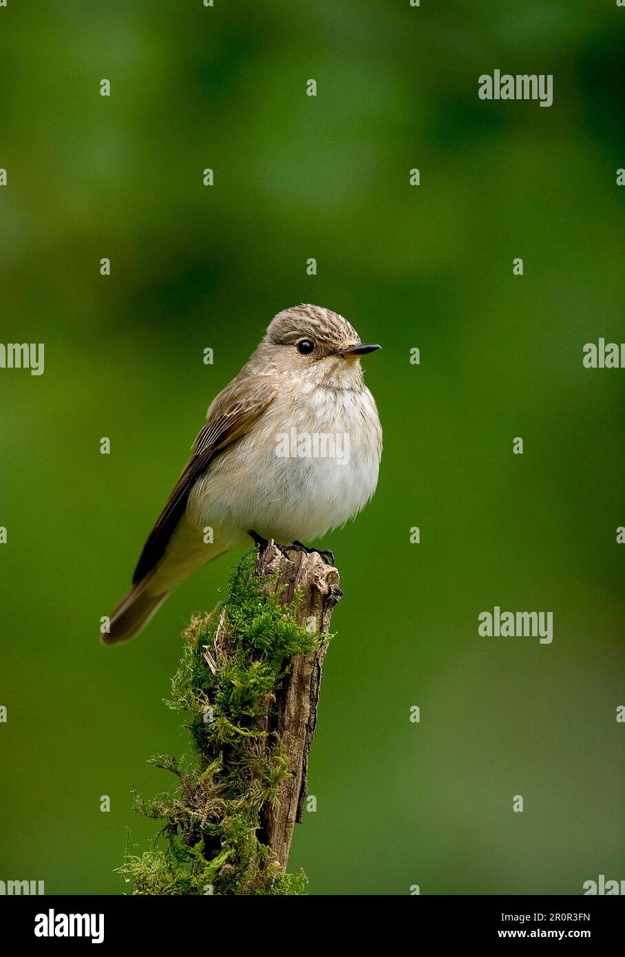 Spotted spotted flycatcher (Muscicapa striata) sitting on a prominent ...