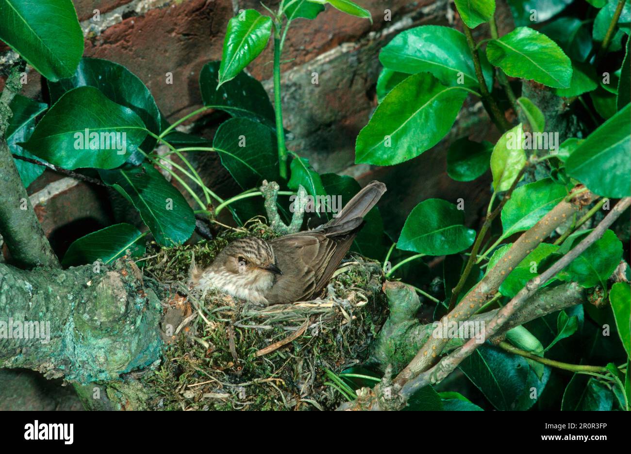 Spotted flycatcher (Muscicapa striata), songbirds, animals, birds ...