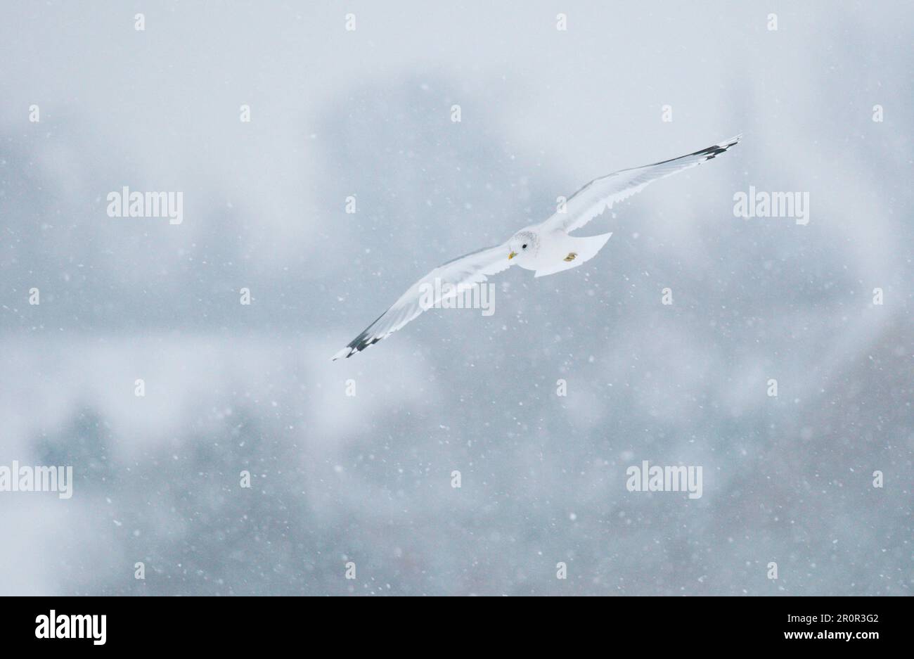 Common Gull (Larus canus) adult, winter plumage, in flight during ...