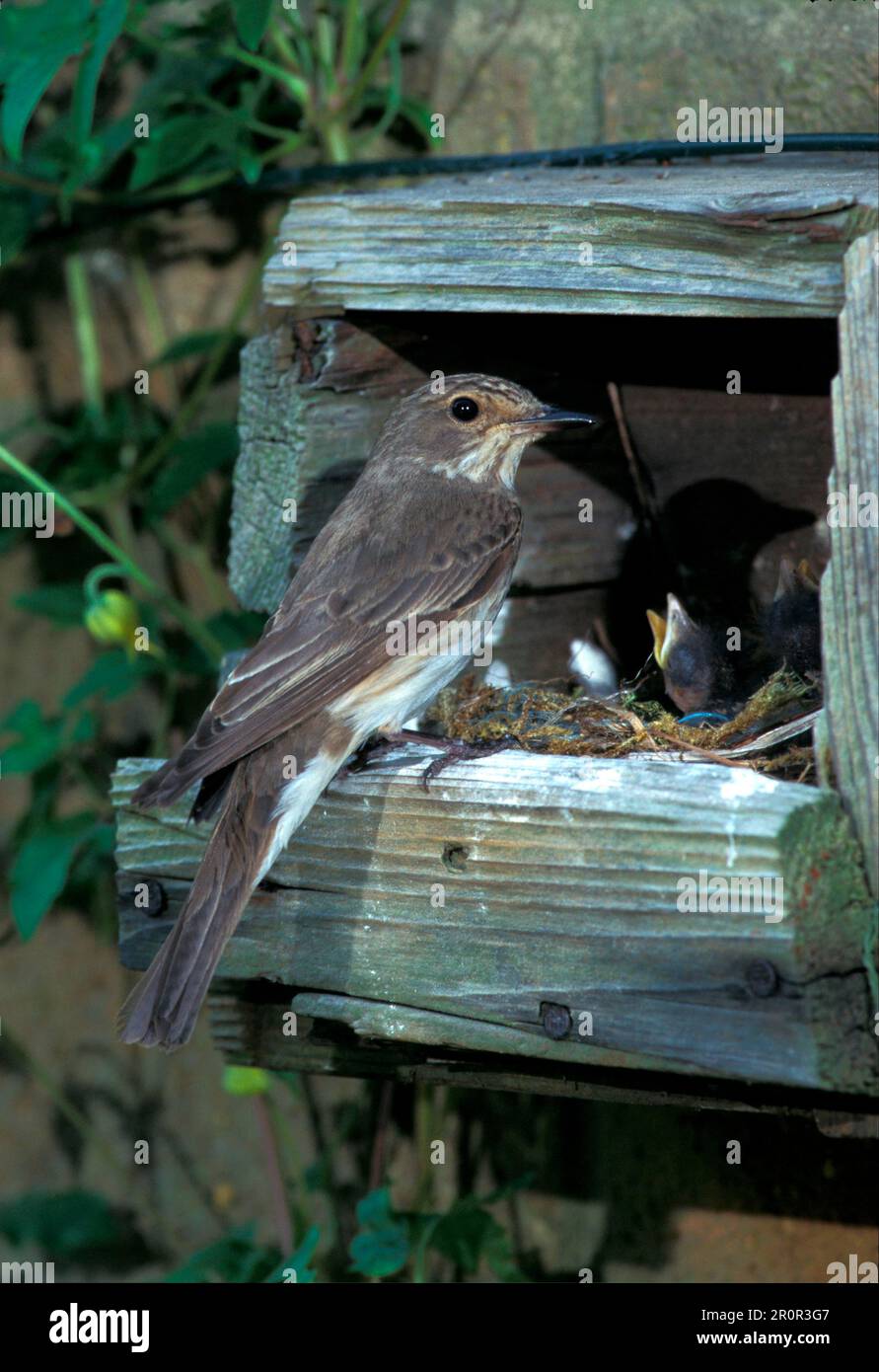 Spotted flycatcher (Muscicapa striata), songbirds, animals, birds ...
