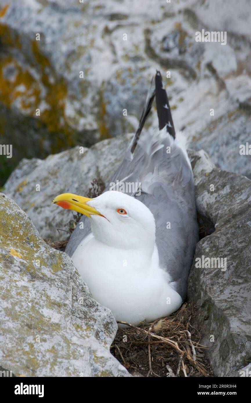 Caspian gulls (Larus cachinnans), White-headed Gull, Mediterranean ...