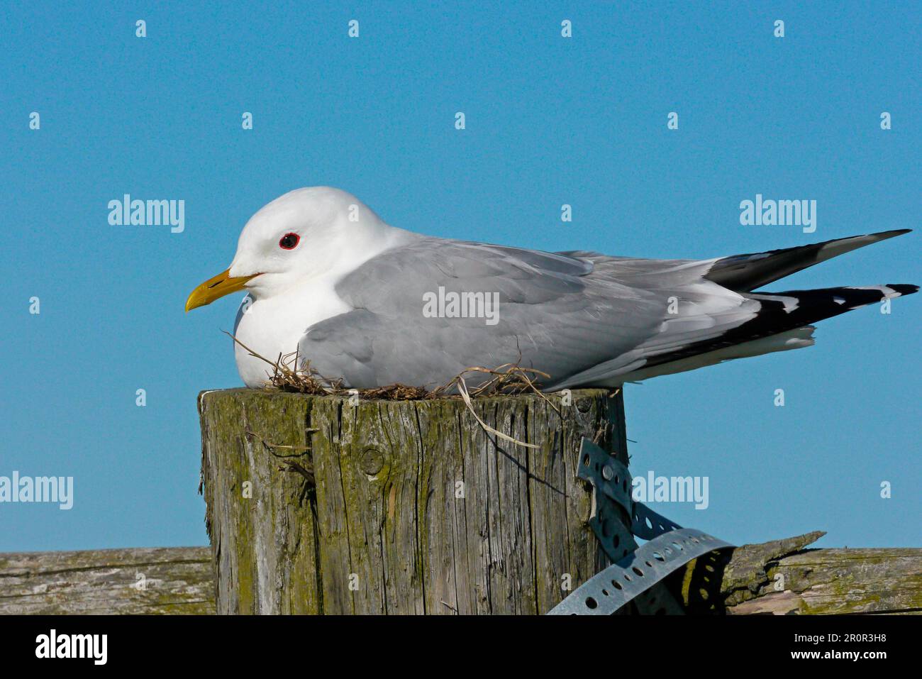 Common gull (Larus canus) adult, nesting on a post, Tipperne reserve ...