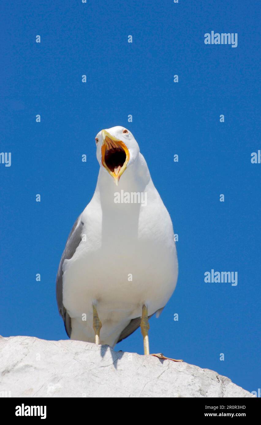 Caspian gulls (Larus cachinnans), White-headed Gull, Mediterranean ...